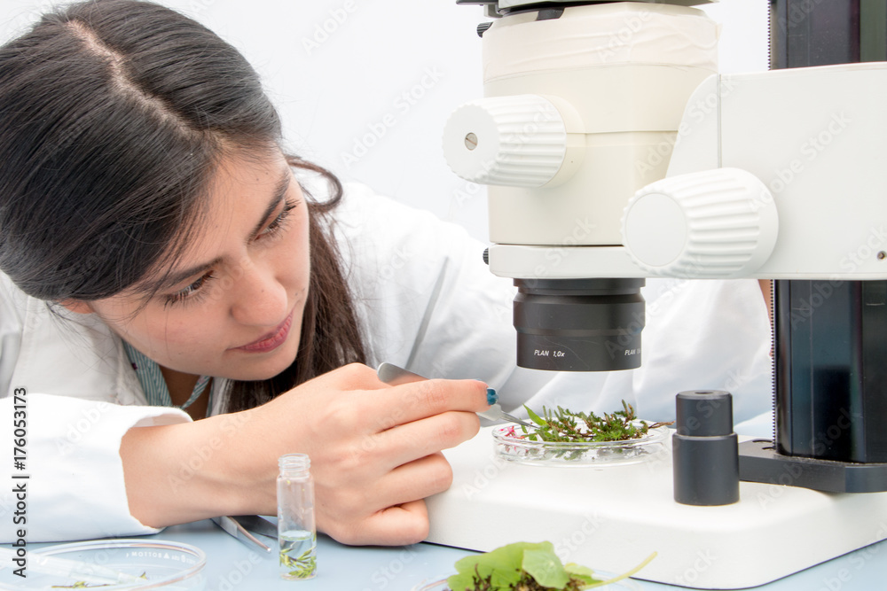 Young botanist at work, preparing fresh plant sample and examining ...