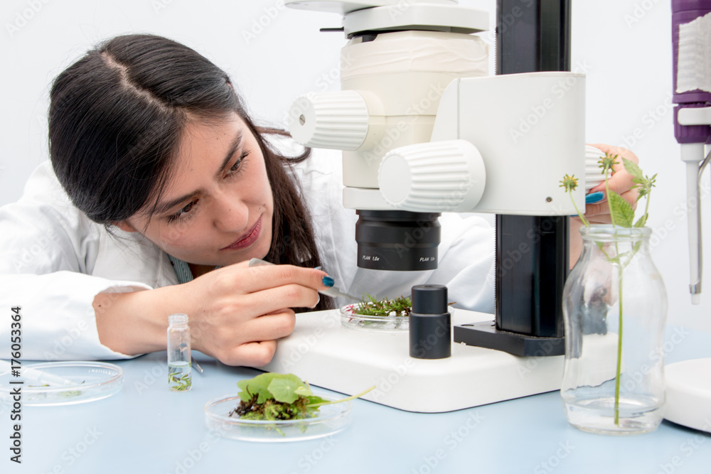 Young botanist at work, preparing fresh plant sample and examining ...