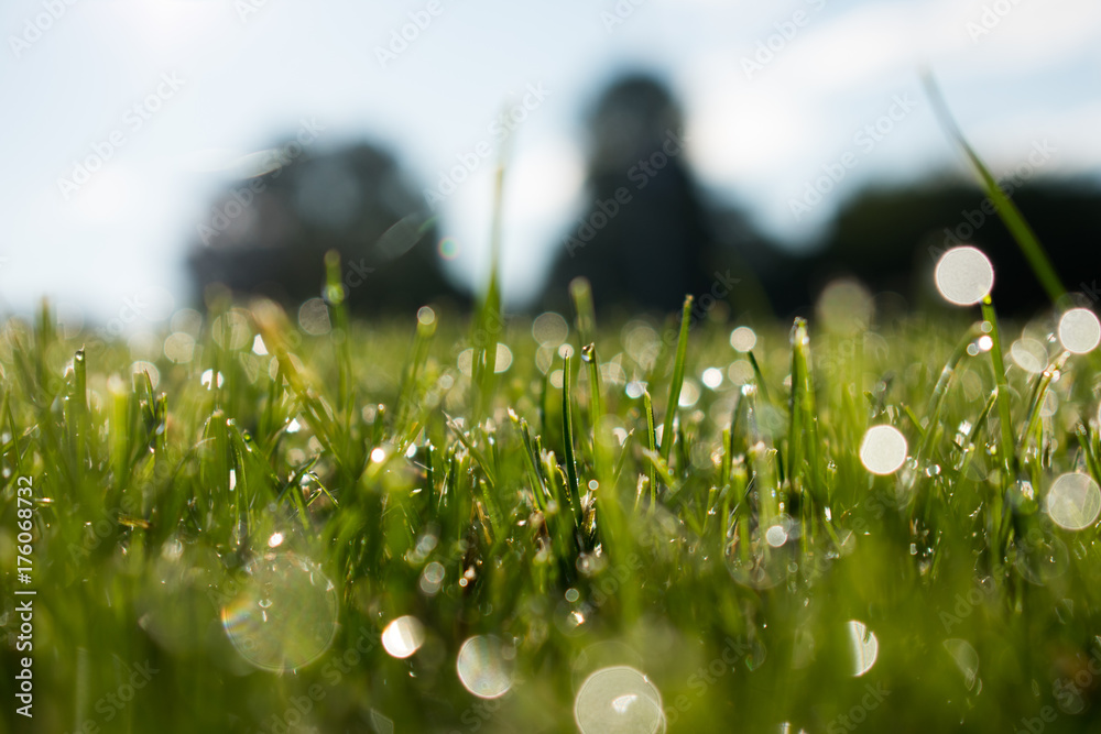 Dewy grass with natural bokeh, blue sky with clouds, trees and houses ...