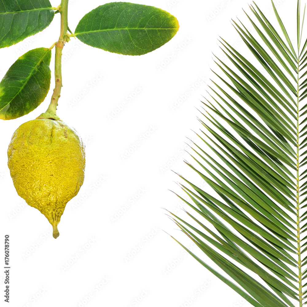 Yellow ripe etrog. Symbol for Sukkot or Succot Jewish religious holiday ...