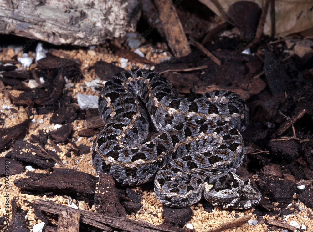 Kenya Horned Snake