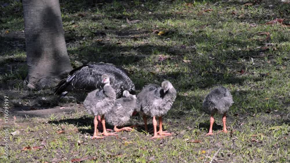 Southern Screamer (Chauna torquata) with cubs they clean themselves in ...