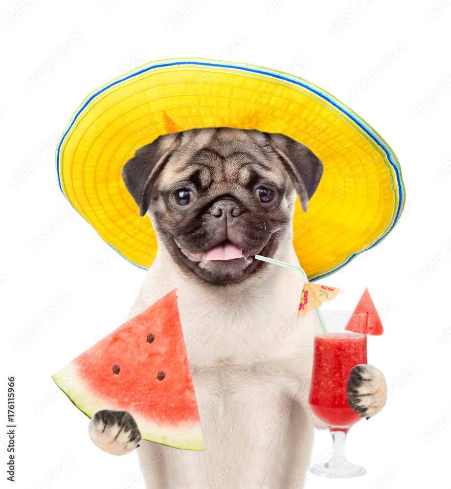 Funny dog in summer hat holds slice watermelon and tropic cocktail ...
