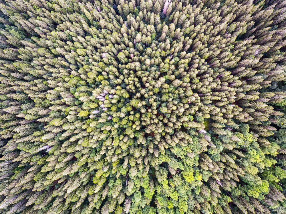 pine tree forest from above Stock Photo | Adobe Stock