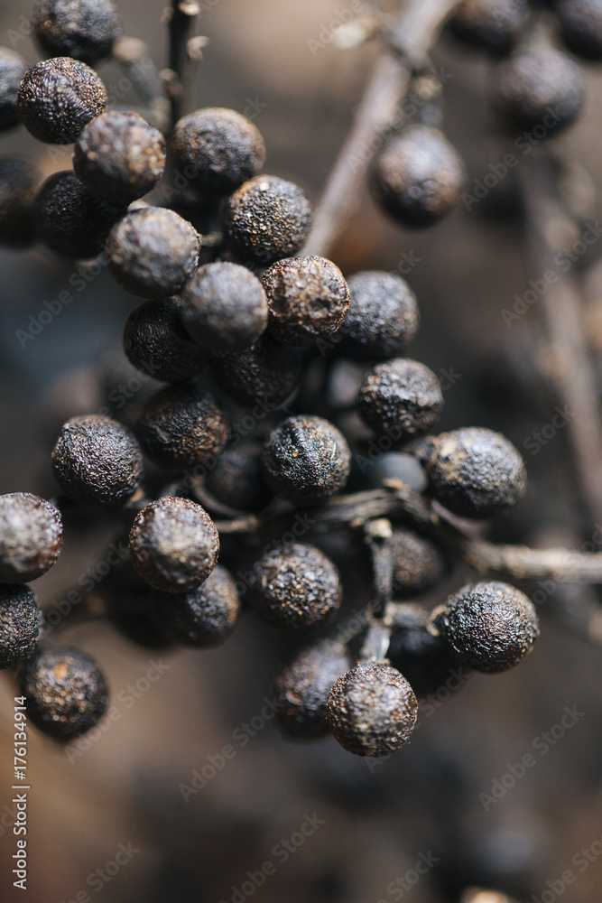 Himalayan spice known as Timur/Tejpal/Sichuan pepper Stock Photo ...