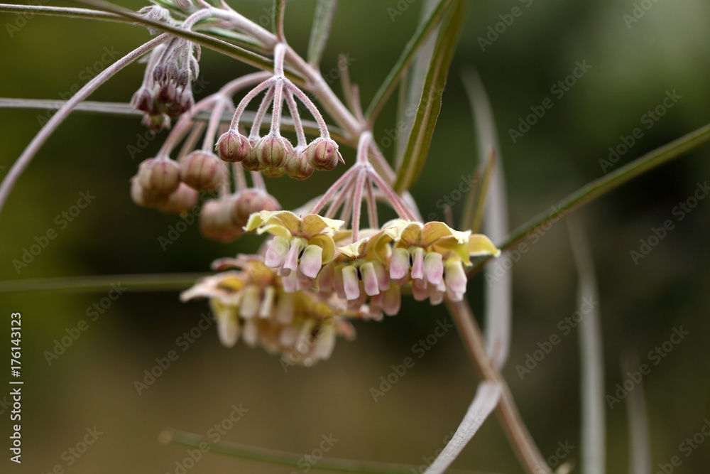Flowers of the shrub Gomphocarpus purpurascens Stock Photo | Adobe Stock