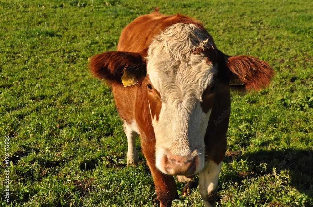 Braun weisse Kuh - Rind auf grüner Weide, ohne Hörner, schaut frontal ...