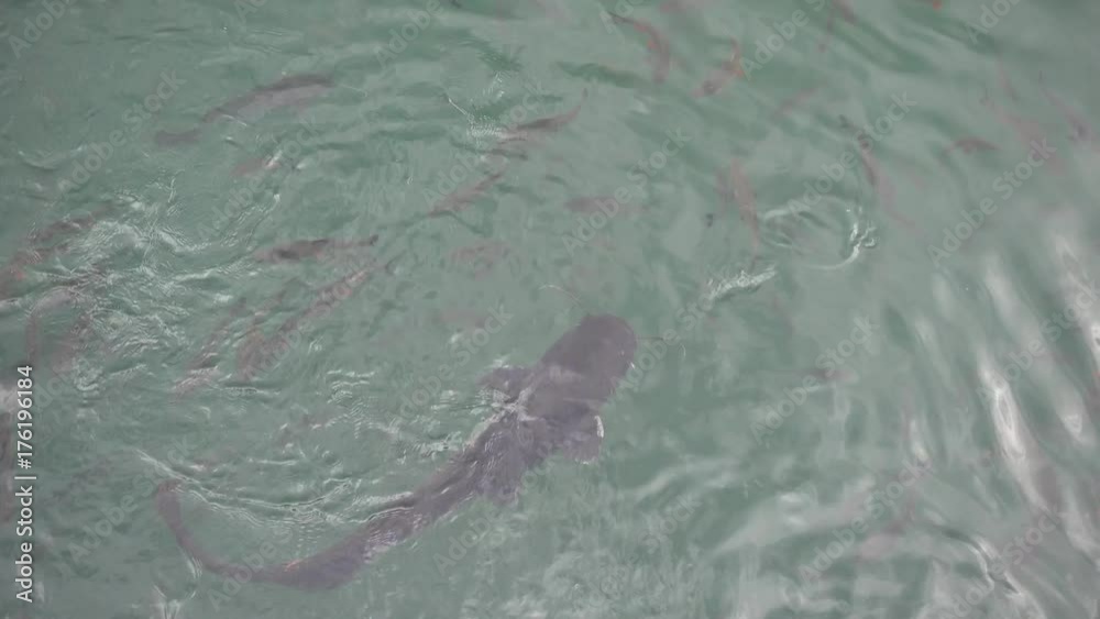 Mutated Fish From Chernobyl