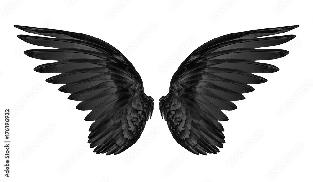black wings of bird on white background Stock Photo | Adobe Stock