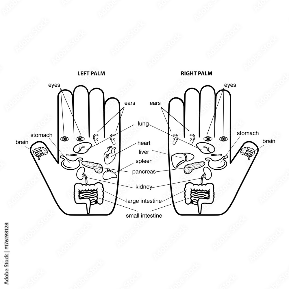 Hand reflexology chart vector illustration. Stock Vector | Adobe Stock