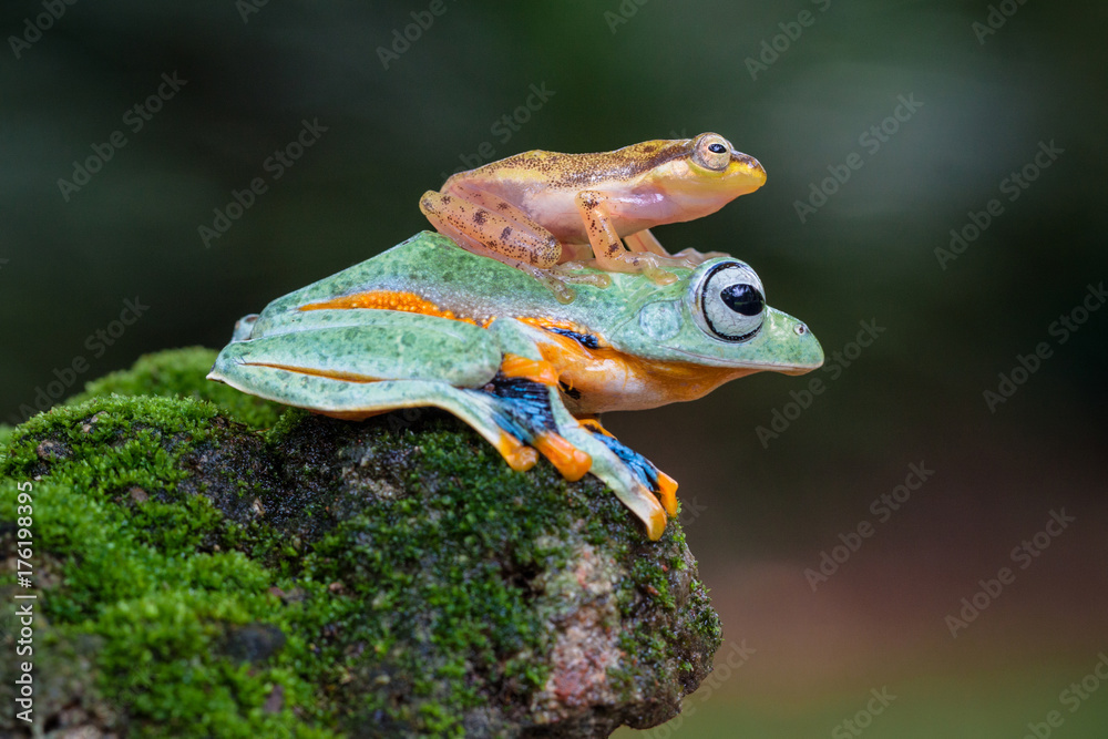Golden frog sitting on top of a tree frog Stock Photo | Adobe Stock