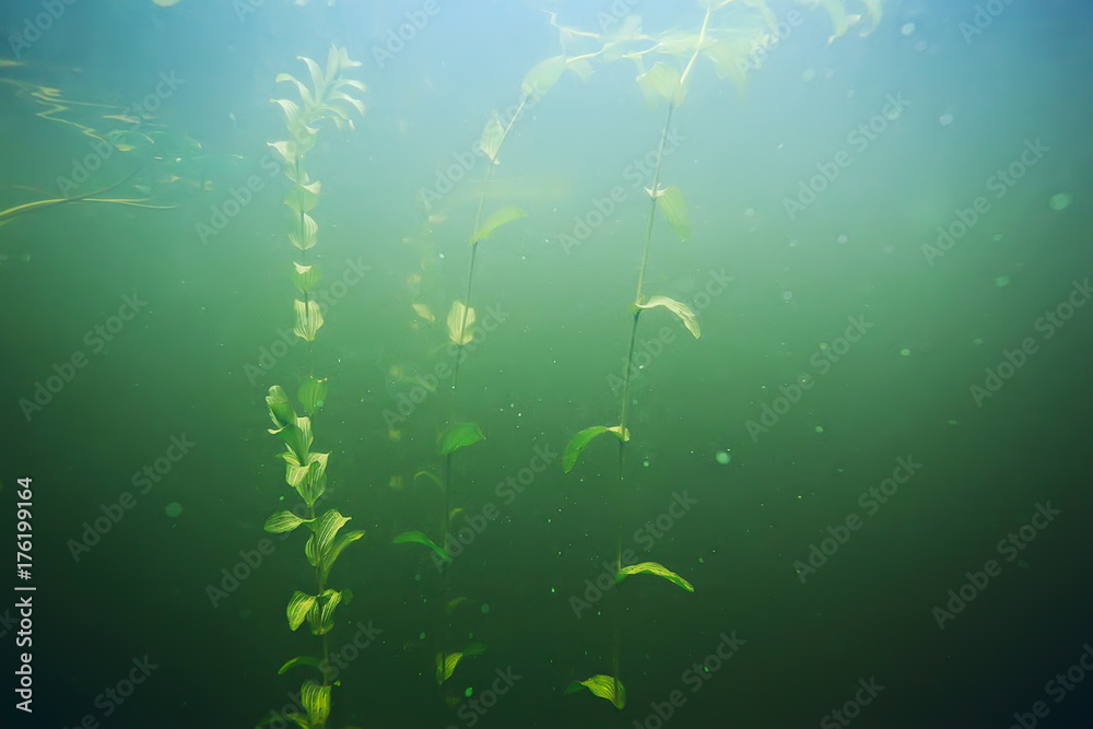 freshwater sponge Stock Photo | Adobe Stock
