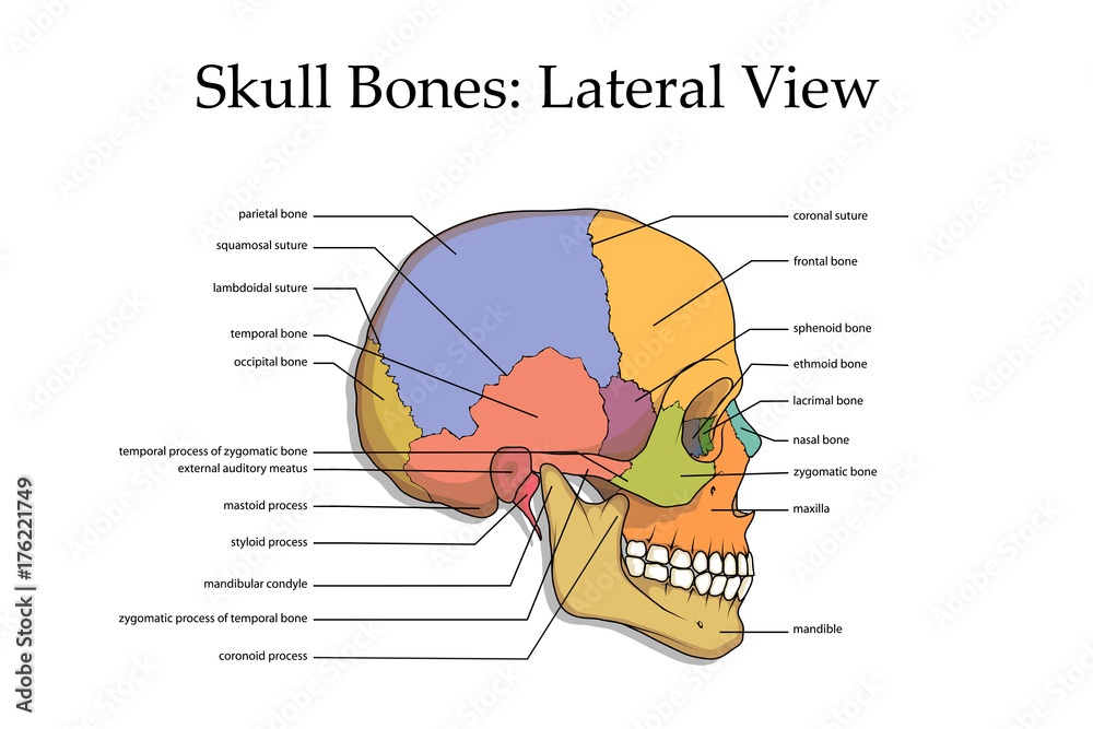 Poster medical skull bone poster – Wall Art | UkPosters