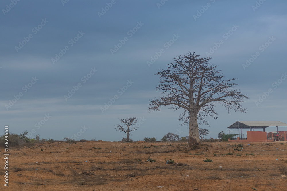 Typical African tree known as Imbondeiro. African plain. Angola. Stock ...