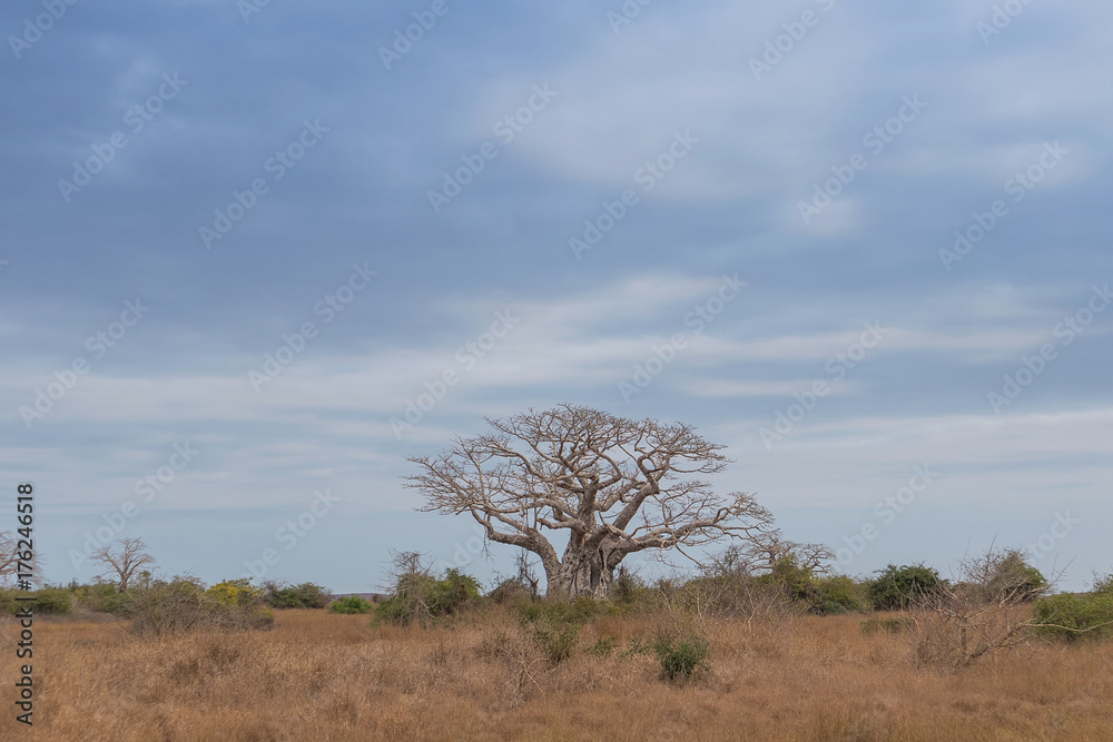 Foto de Typical African tree known as Imbondeiro. African plain. Angola ...