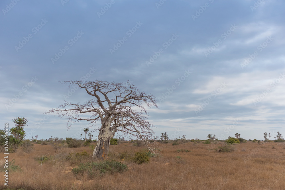 Foto de Typical African tree known as Imbondeiro. African plain. Angola ...