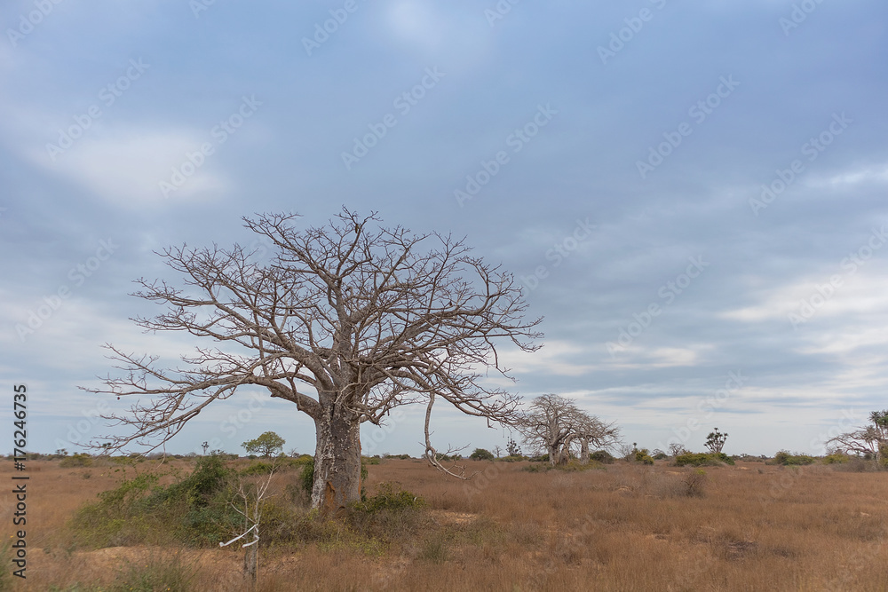 Typical African tree known as Imbondeiro. African plain. Angola. Stock ...