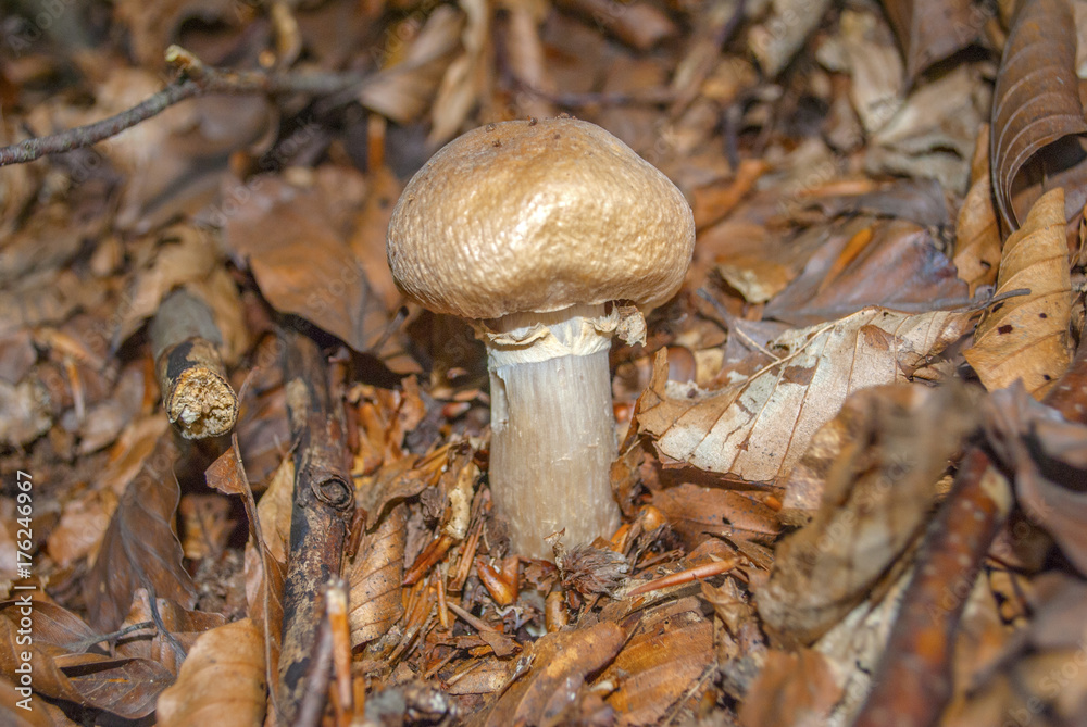 Cortinarius caperatus, commonly known as the gypsy mushroom, is a ...