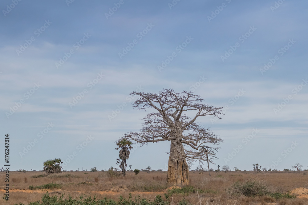 Typical African tree known as Imbondeiro. African plain. Angola. Stock ...