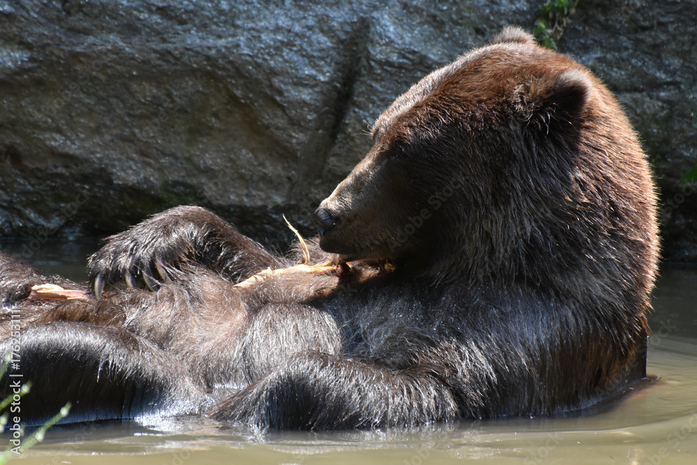 Brown bear looking at its belly while floating Stock Photo | Adobe Stock