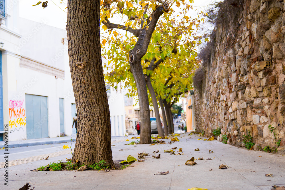Trees in city street at autumn Stock Photo | Adobe Stock