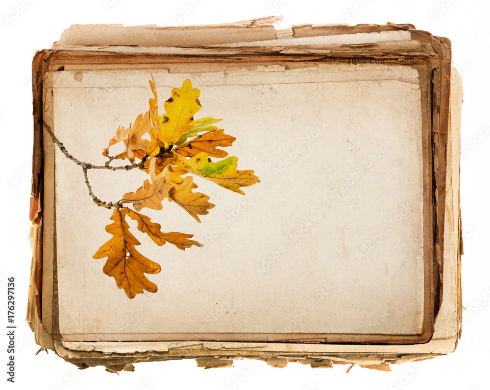 old book - old paper texture in detail and autumnal branch Stock Photo ...