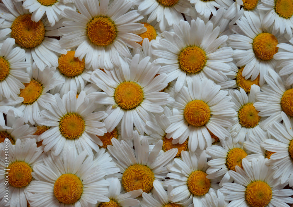 Flower Petal Texture Tumblr