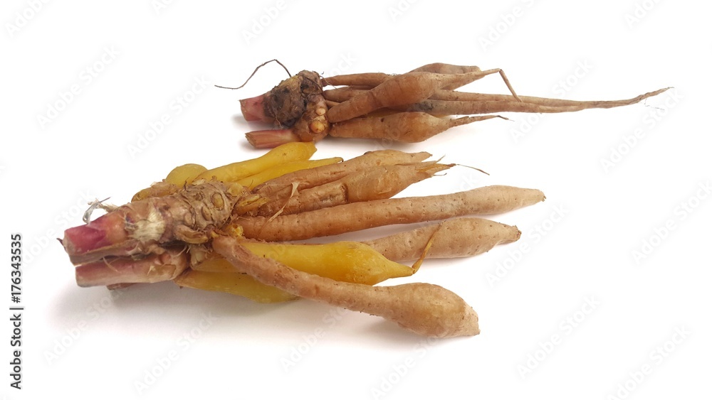 Fingerroot , herb in asia , white background Stock Photo | Adobe Stock