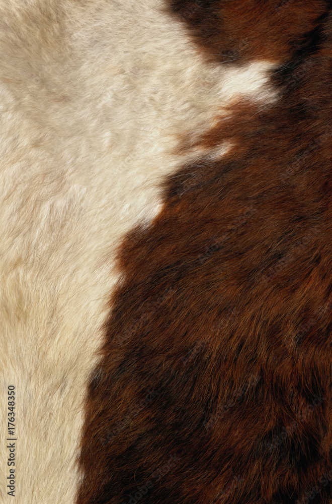 Foto de cattle hair texture do Stock | Adobe Stock