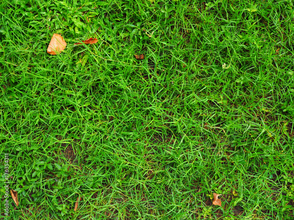 Dense dark green thin spike Scutch grass (Cynodon dactylon) field with black soil background ...
