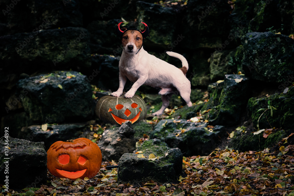 Devil dog and Halloween pumpkins at ruins of castle as haunted house ...