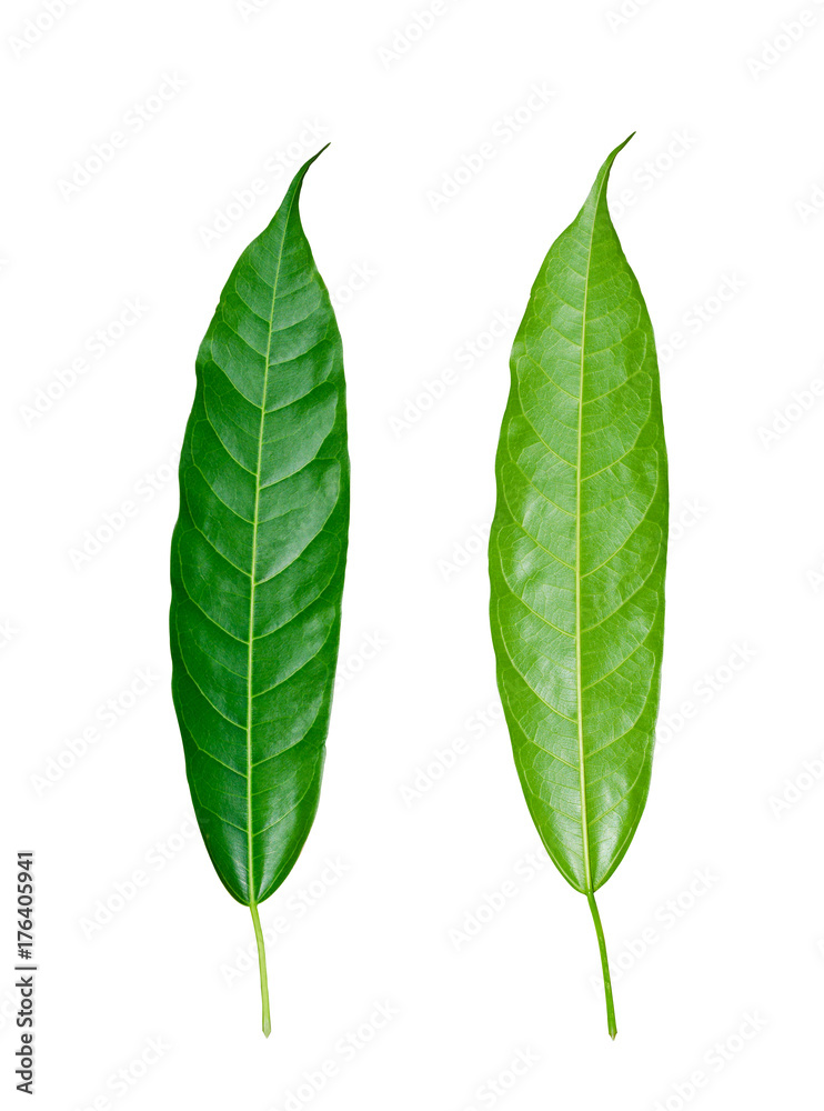 front and back of green leaf isolated on white background. attractive ...