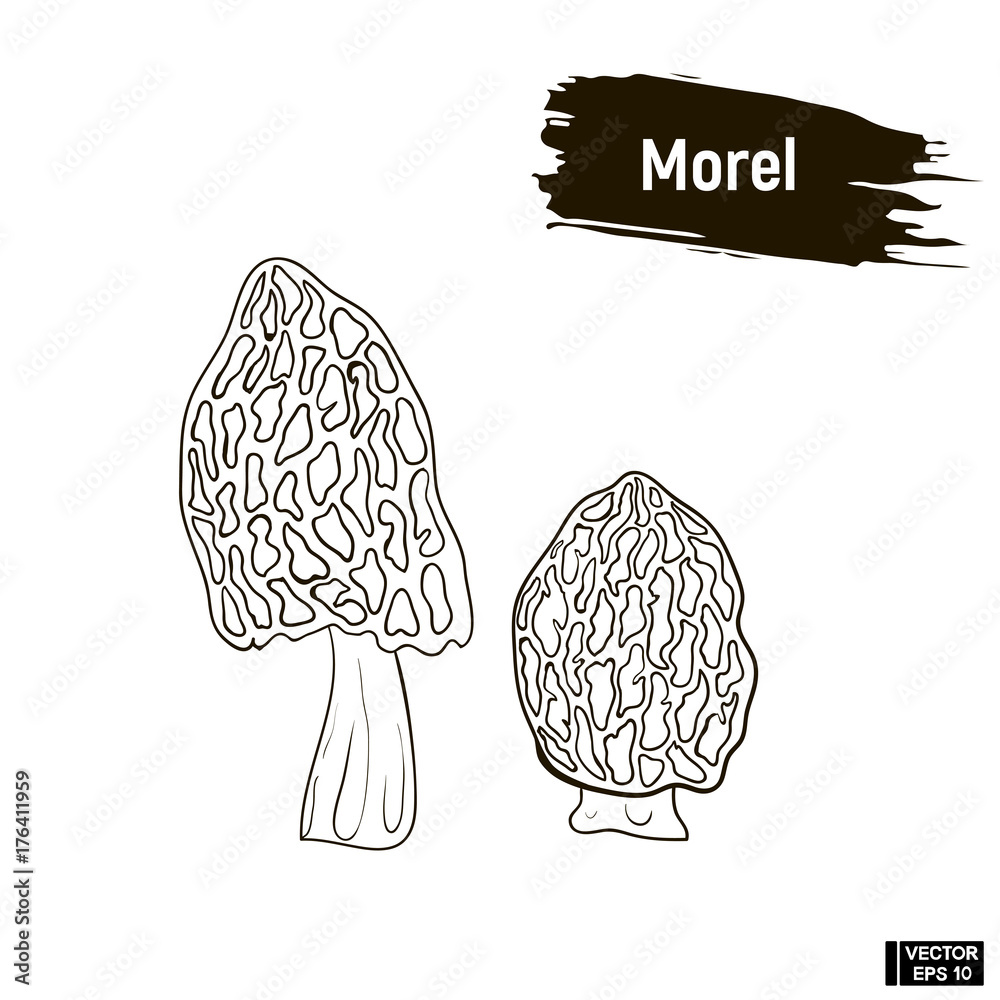 Outline mushrooms, morel sketch. Stock Vector | Adobe Stock