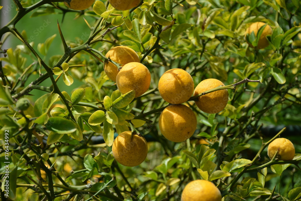Pomeranzen im Herbst Stock-Foto | Adobe Stock