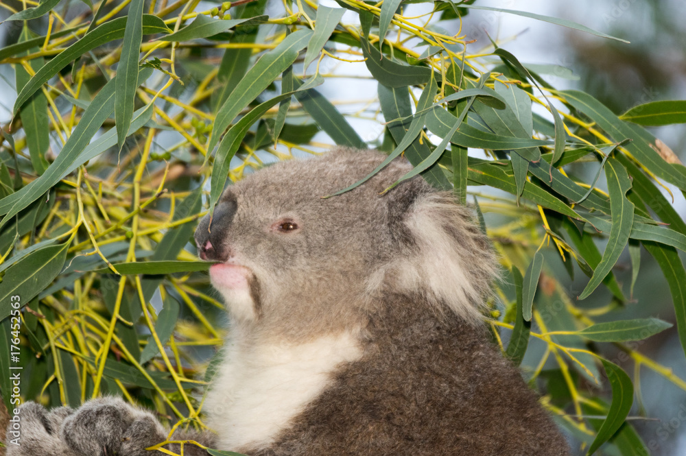 Koala head profile Stock Photo | Adobe Stock