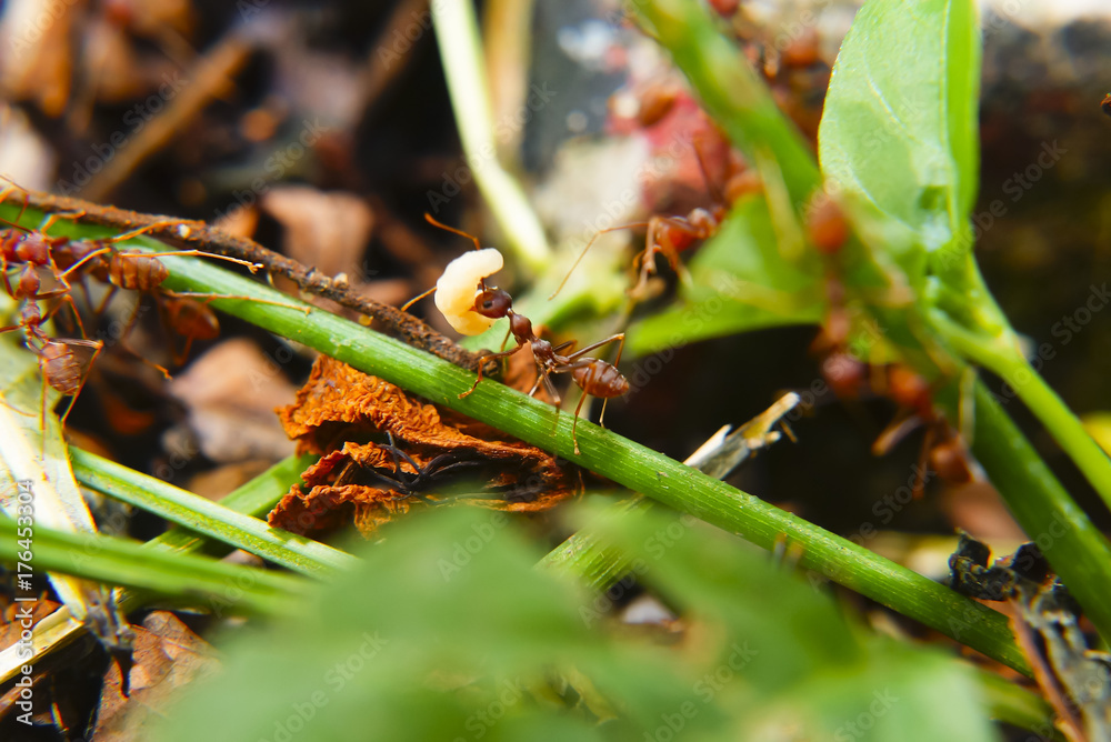 Fire Ants Teamworks Carry Maggots To The Nest, Selective Focus Stock ...