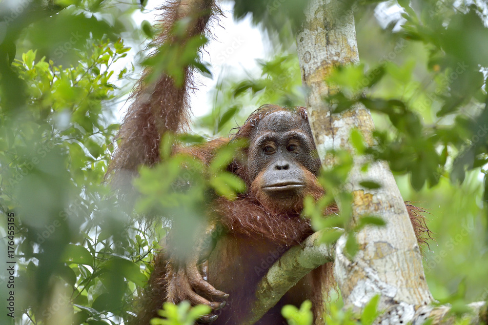 Bornean orangutan on the tree under rain in the wild nature. Central ...