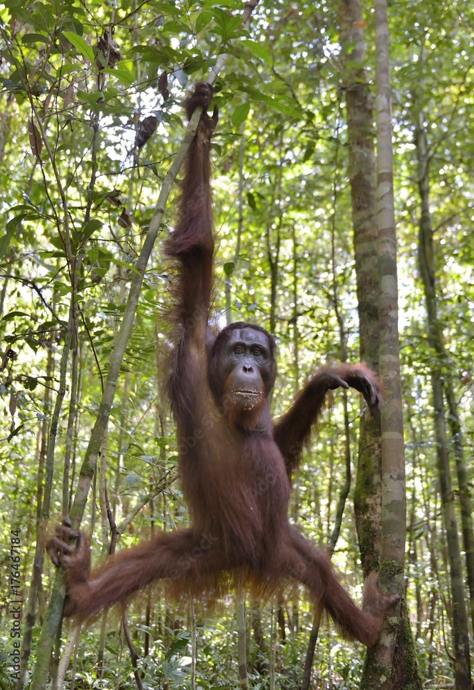 Bornean orangutan (Pongo pygmaeus) on the tree in the wild nature ...
