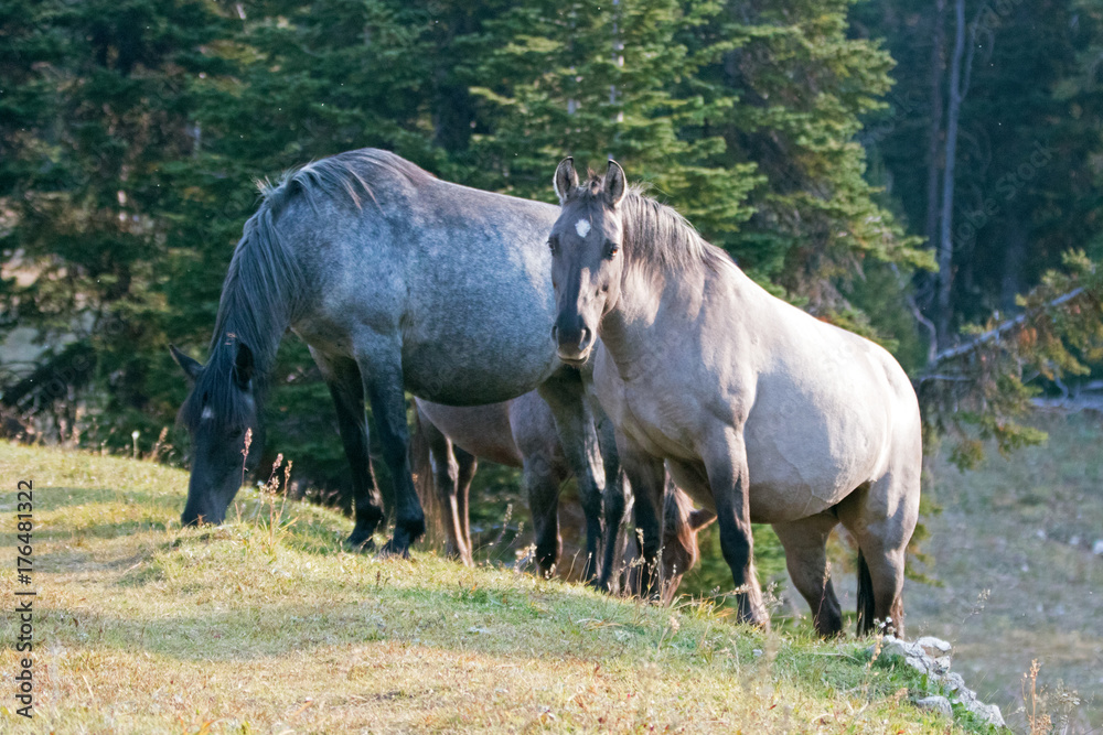 Blue Grulla Horse