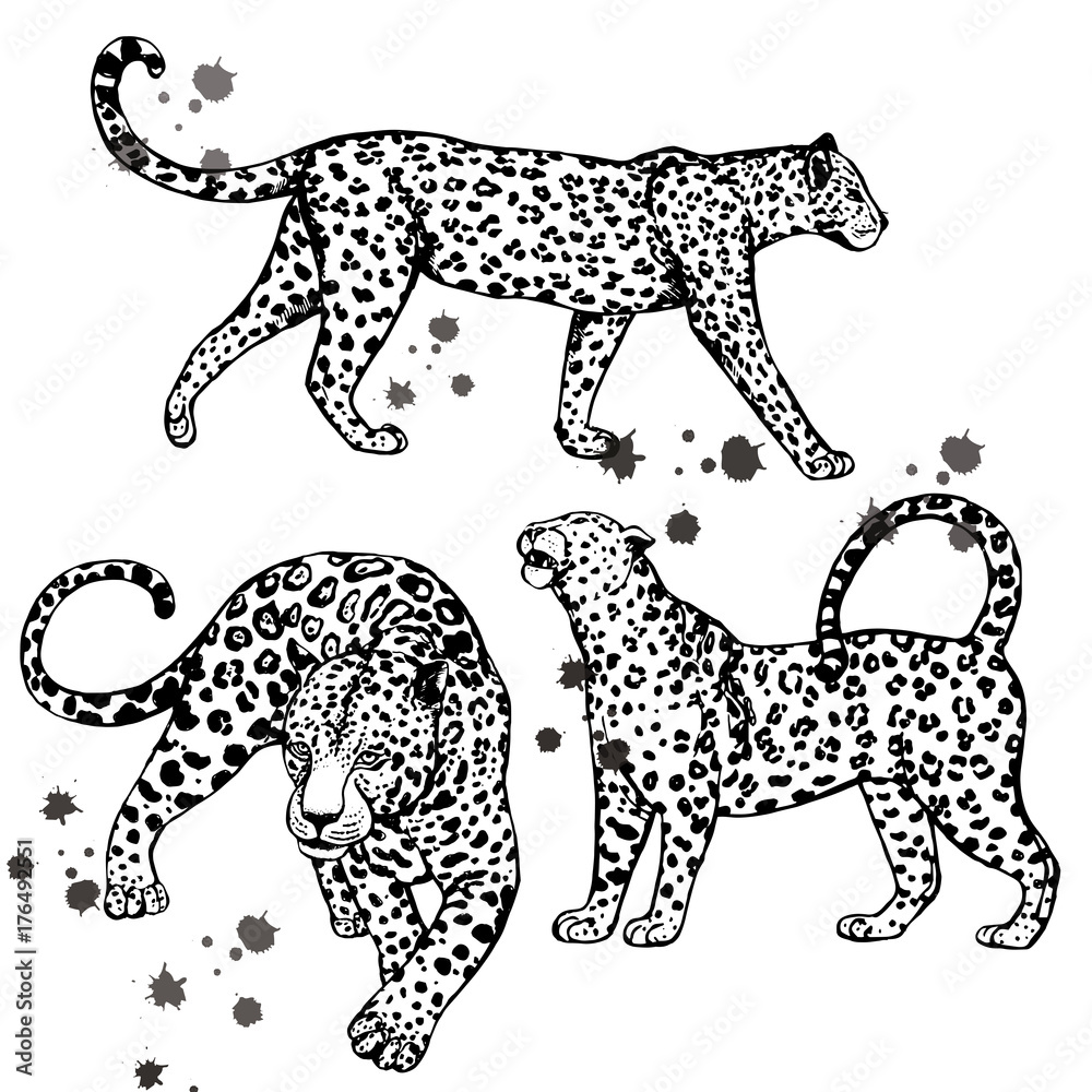 Set of hand drawn sketch style leopards. Vector illustration isolated ...