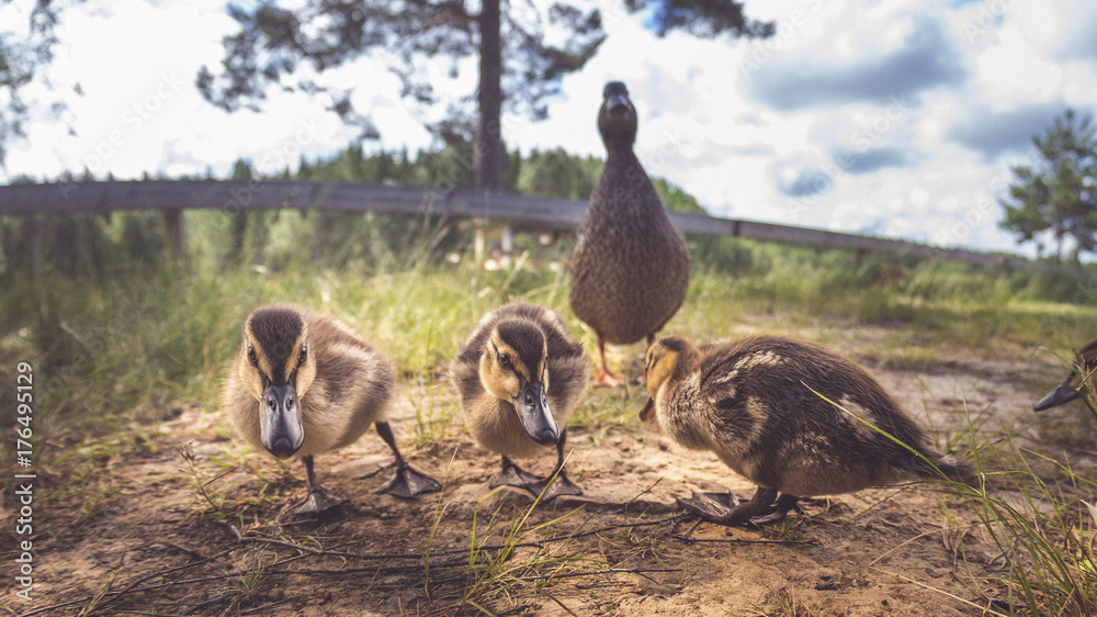 Enten als Familie in der Gruppe mit Mutter und kleinen Küken im Gras ...
