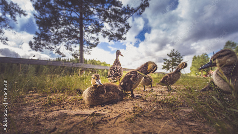 Enten als Familie in der Gruppe mit Mutter und kleinen Küken im Gras ...