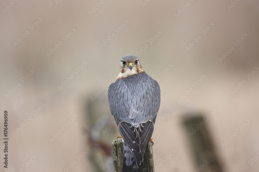 Merlin Stock Photo | Adobe Stock