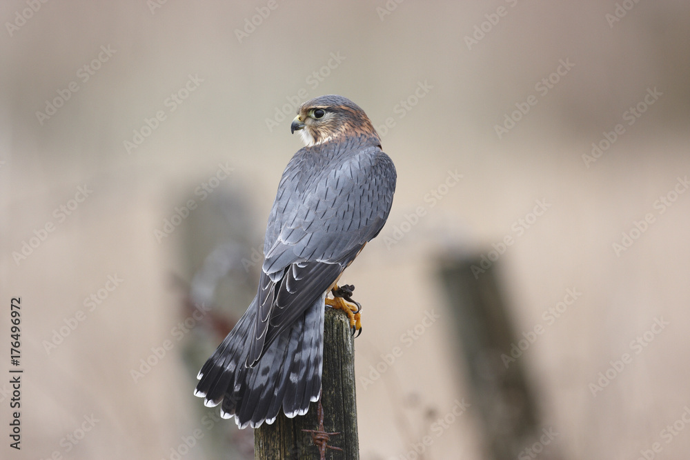 Merlin Stock Photo | Adobe Stock