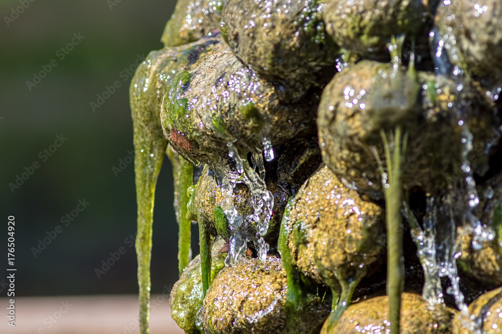 Primordial soup. Slippery green algae covered waterfall garden feature ...