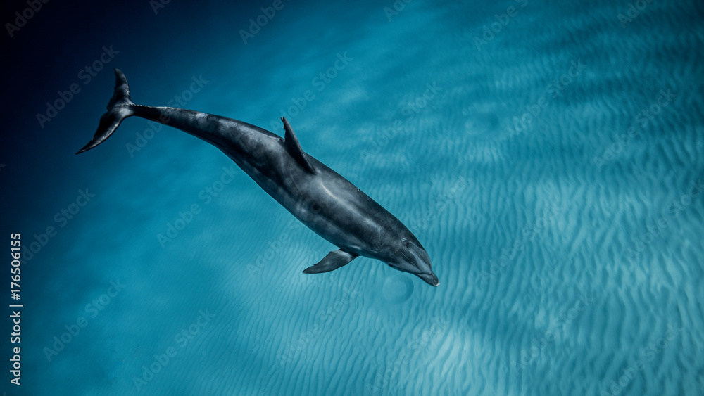 Underwater view of bottlenose dolphin swimming in blue sea, Bahamas ...
