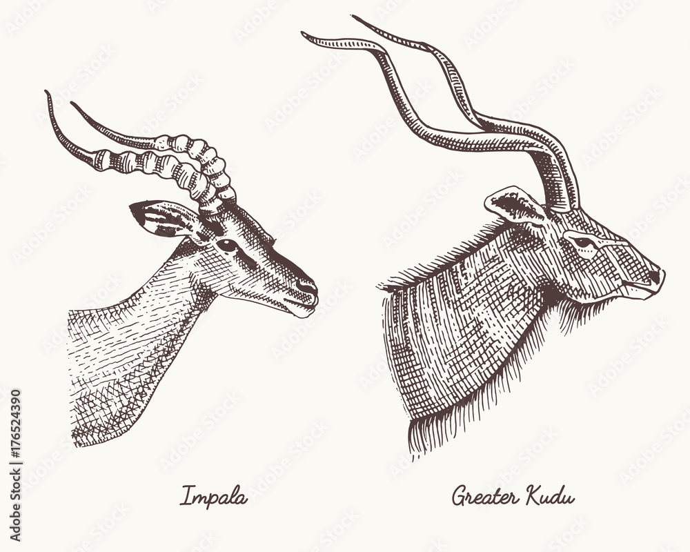 Kudu Horns Vector