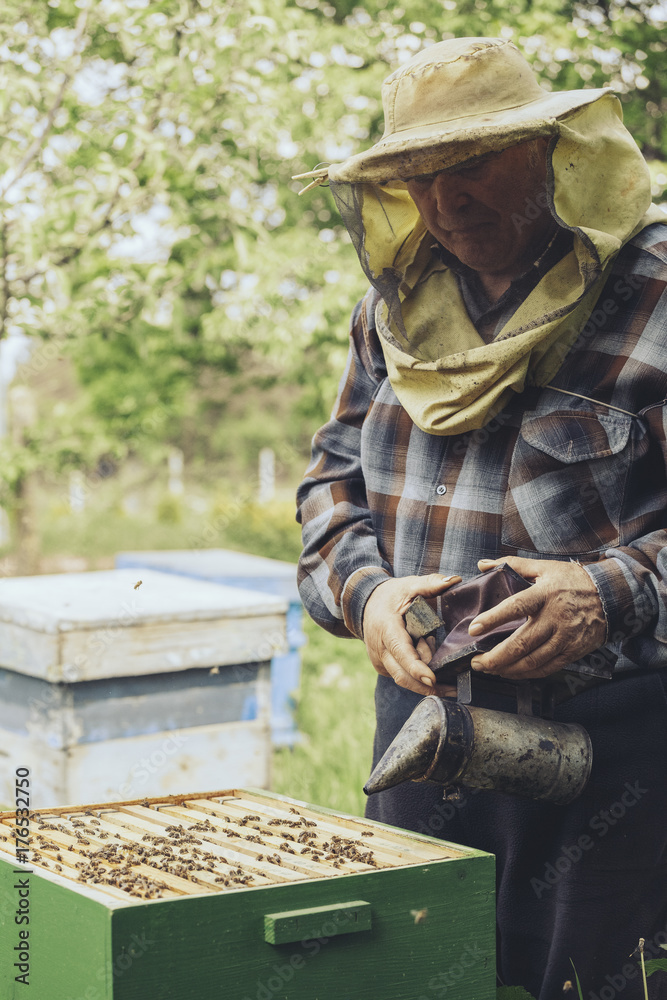 Beekeeper Working On His Bee Hives with Bee Smoker Stock Photo | Adobe ...