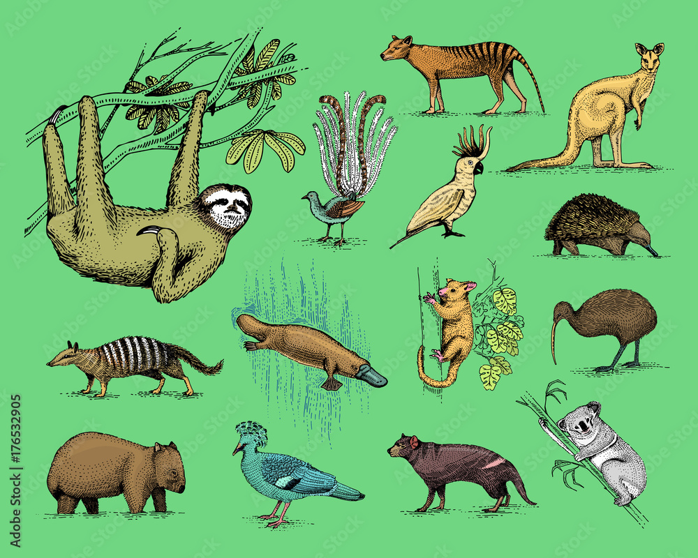 big set of australian and new zealand symbols, animal engraved, hand ...