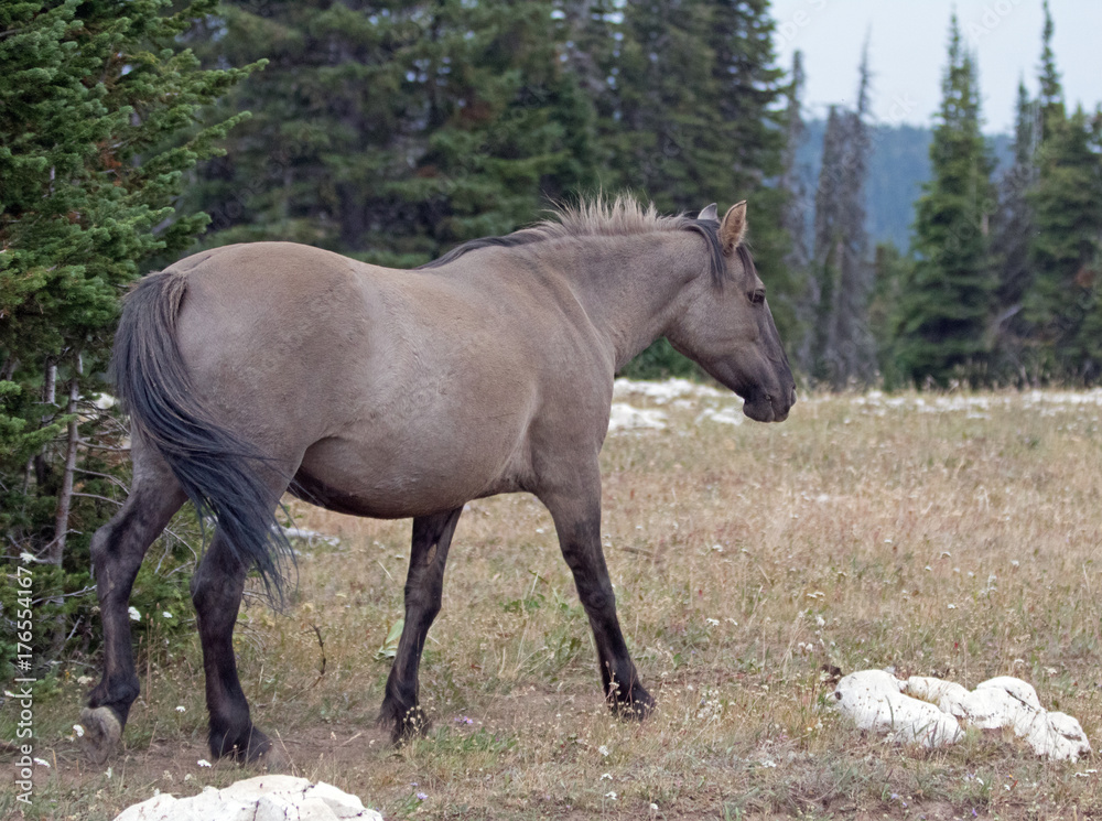 Silver Grulla Horse